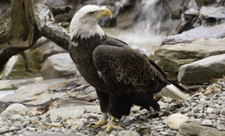 Bald Eagle Colors: Understanding Their Iconic Look – Birds Freak