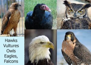Bald Eagle vs Hawk: Major Differences Explained – Birds Freak