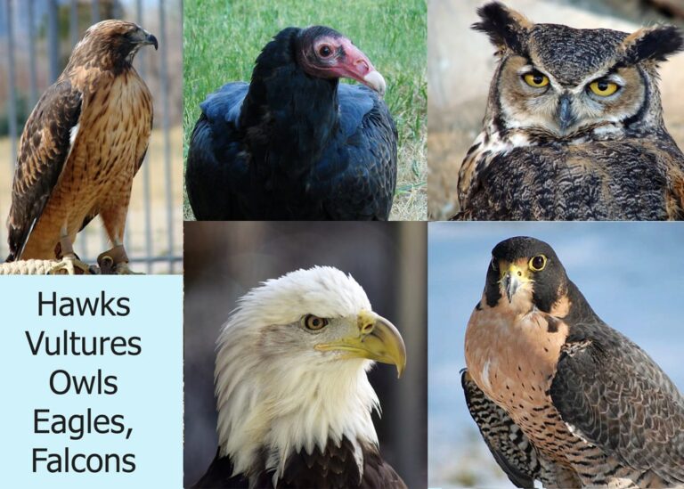 Bald Eagle vs Hawk: Major Differences Explained – Birds Freak