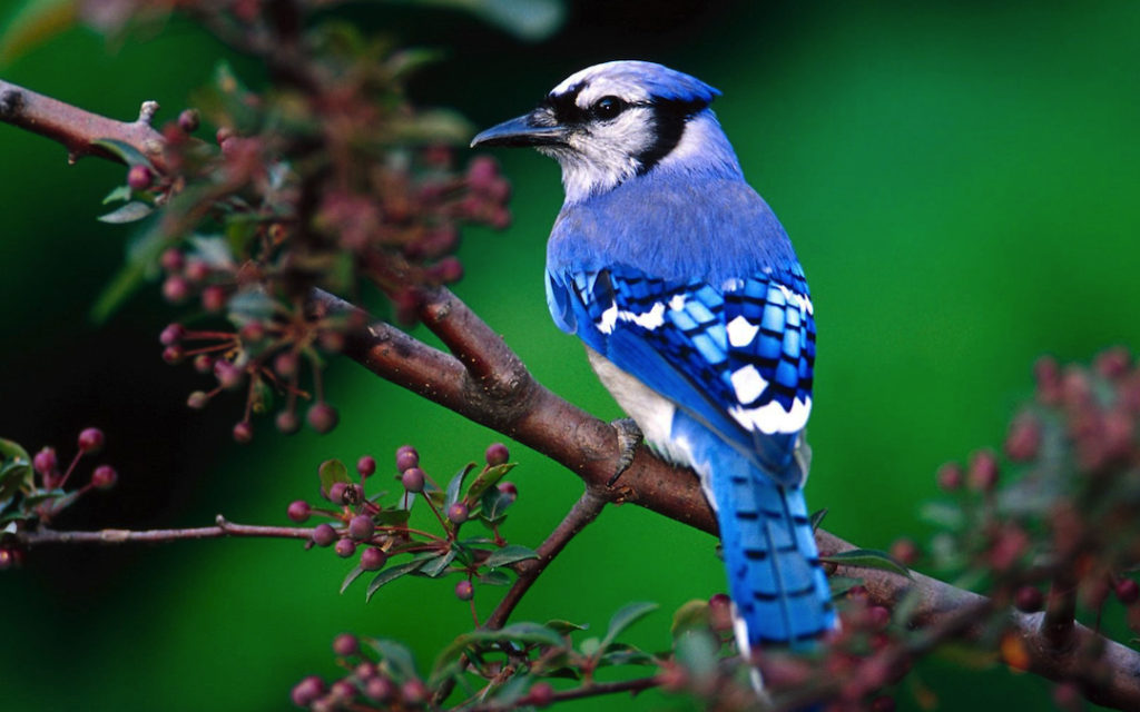 Blue Jay Calls Meaning: Decode Their Communication – Birds Freak