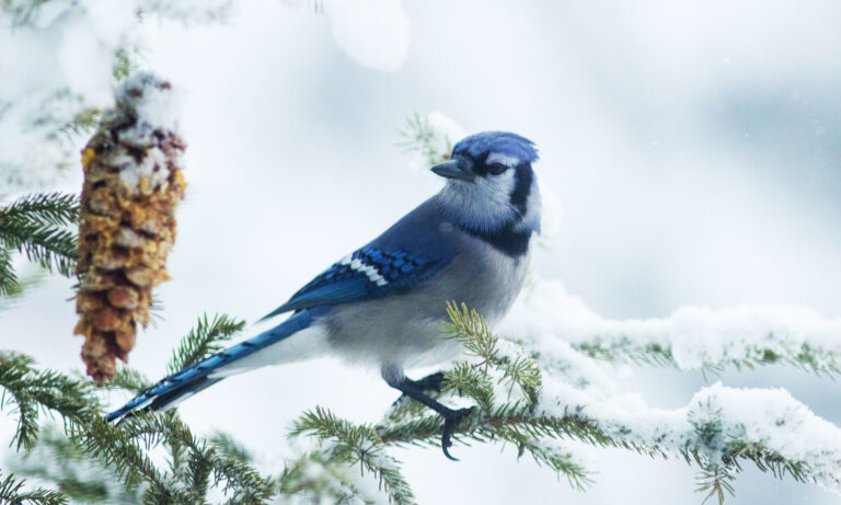 Blue Jay Flying: Aerial Behavior Explained – Birds Freak