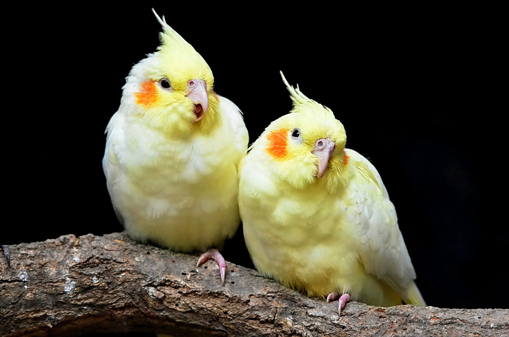 Cockatiel Colors: Guide to Natural & Mutation Varieties – Birds Freak