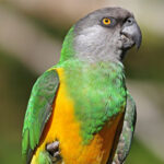 Cockatiel Weight: Healthy Range & Monitoring Tips – Birds Freak