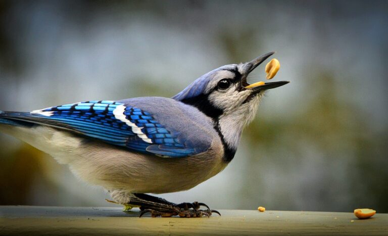 Do Blue Jays Eat Peanuts? Safe Feeding Guide – Birds Freak