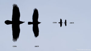 How Big Are Ravens: Size Comparison Guide – Birds Freak