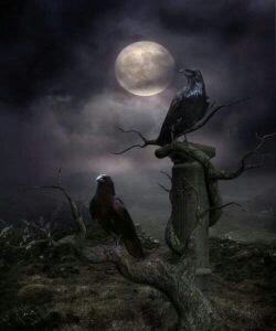 How Do Ravens Communicate: Language & Signals Guide – Birds Freak