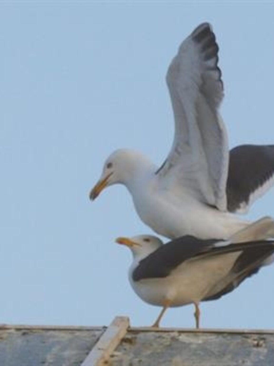 How Do Seagulls Mate: Breeding Behavior Guide – Birds Freak