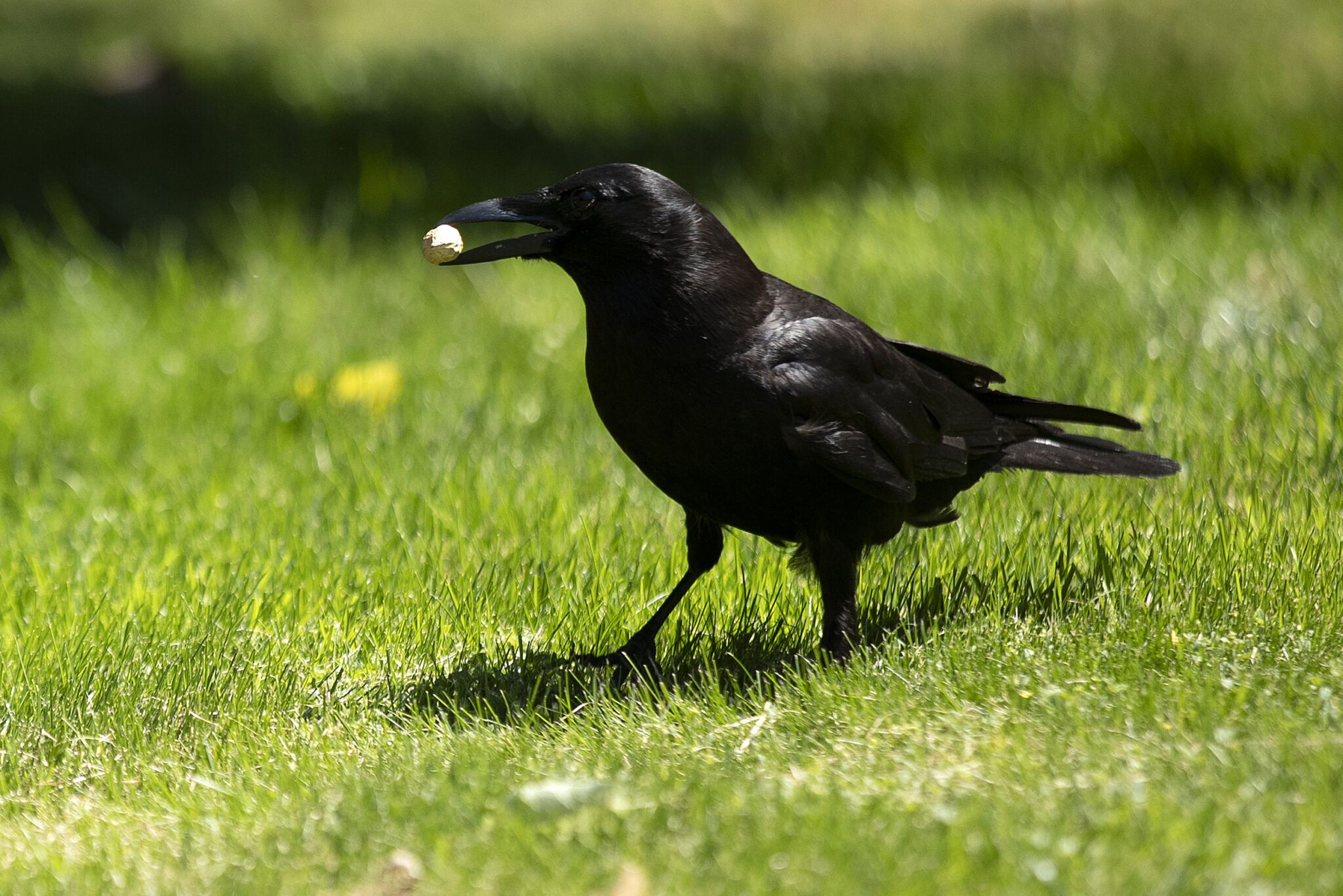 How Smart Are Ravens: Intelligence & Skills Revealed – Birds Freak