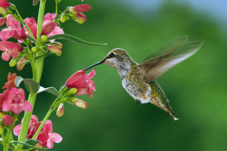 Hummingbird Beak: Guide to Their Feeding Tool – Birds Freak