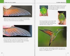 Hummingbird Identification: Visual Field Guide – Birds Freak