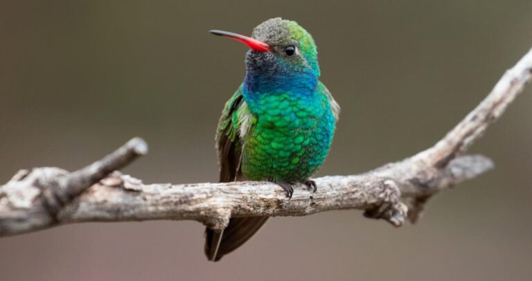 Hummingbird Life Expectancy: Average Lifespan Guide – Birds Freak