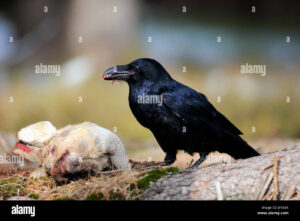What Do Ravens Eat: Complete Diet & Feeding Guide – Birds Freak